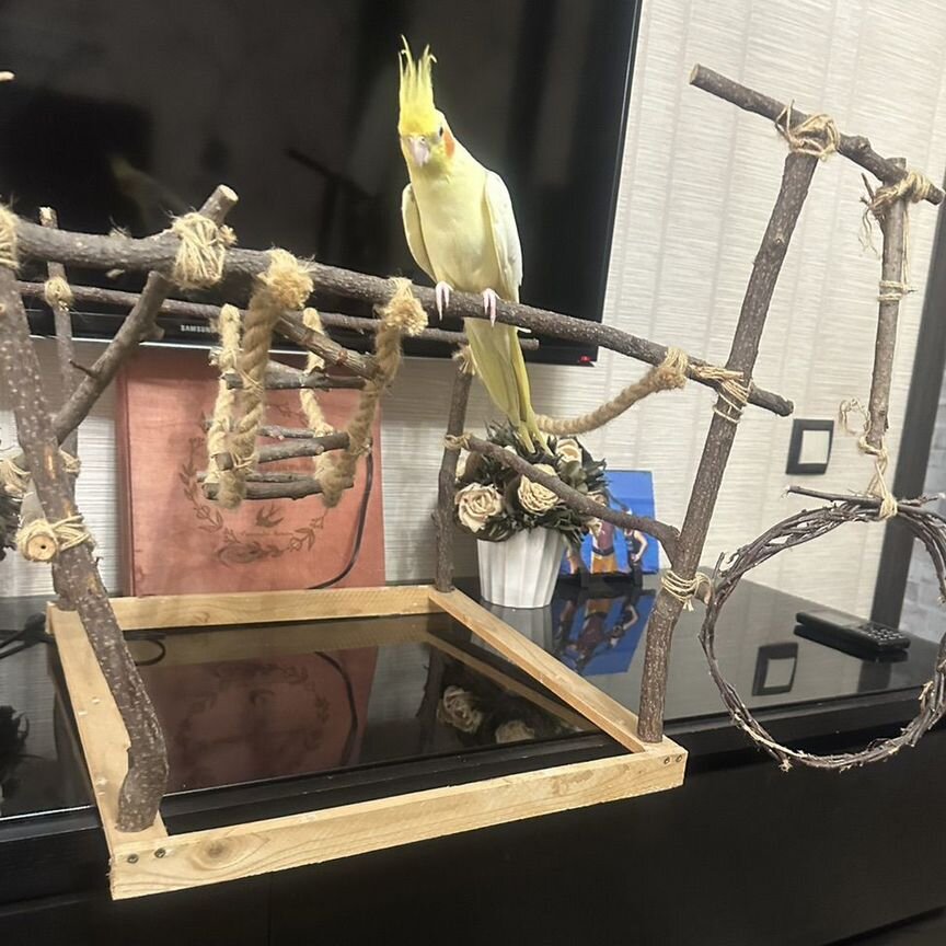 Игровая площадка для попугая