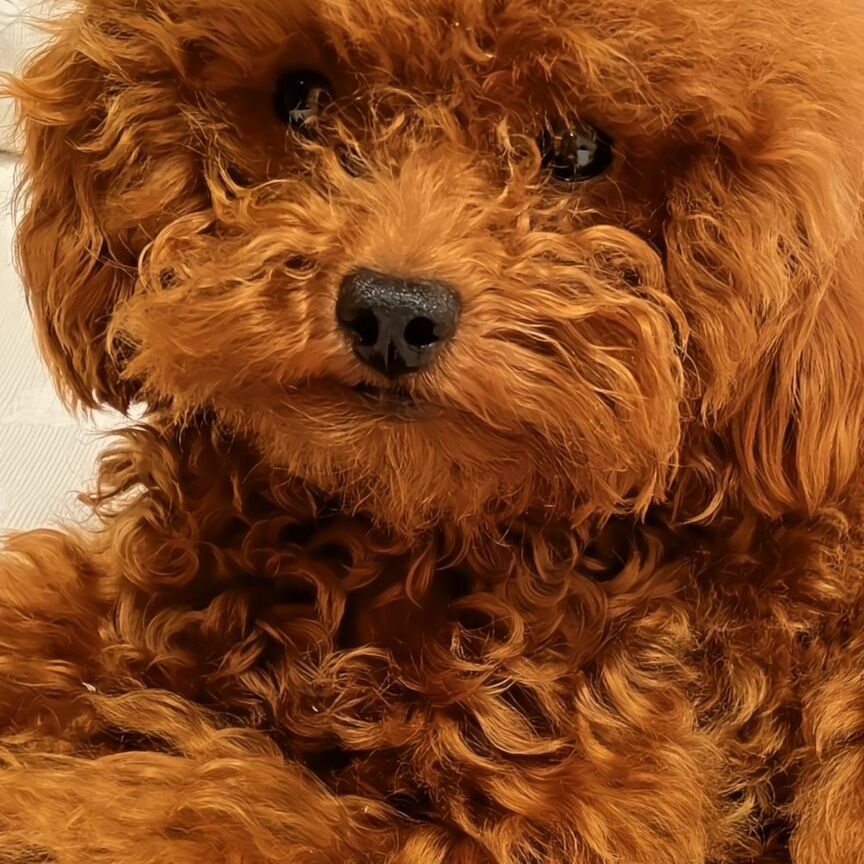 Той-пудель, щенок