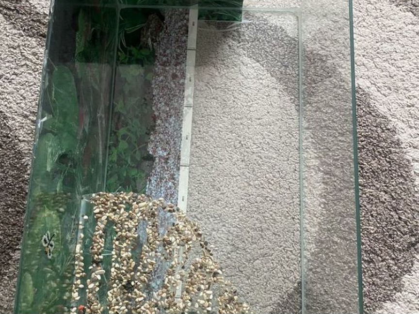 Аквариум черепашник