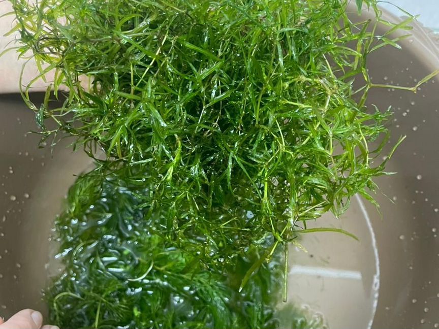 Роголистник и наяс