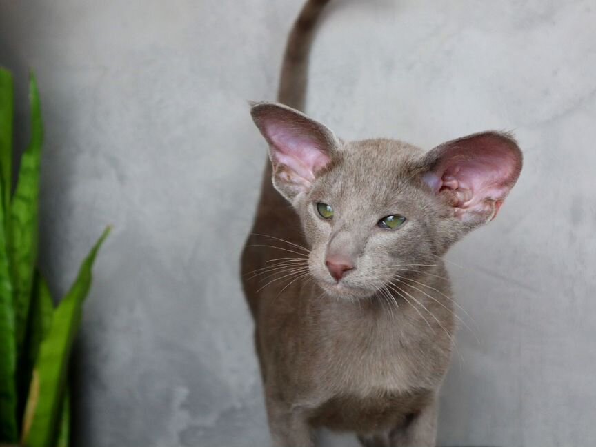 Ориентальный котик