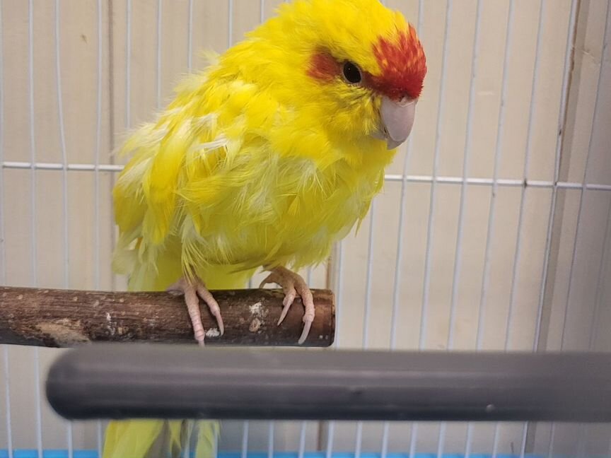 Попугай какарик