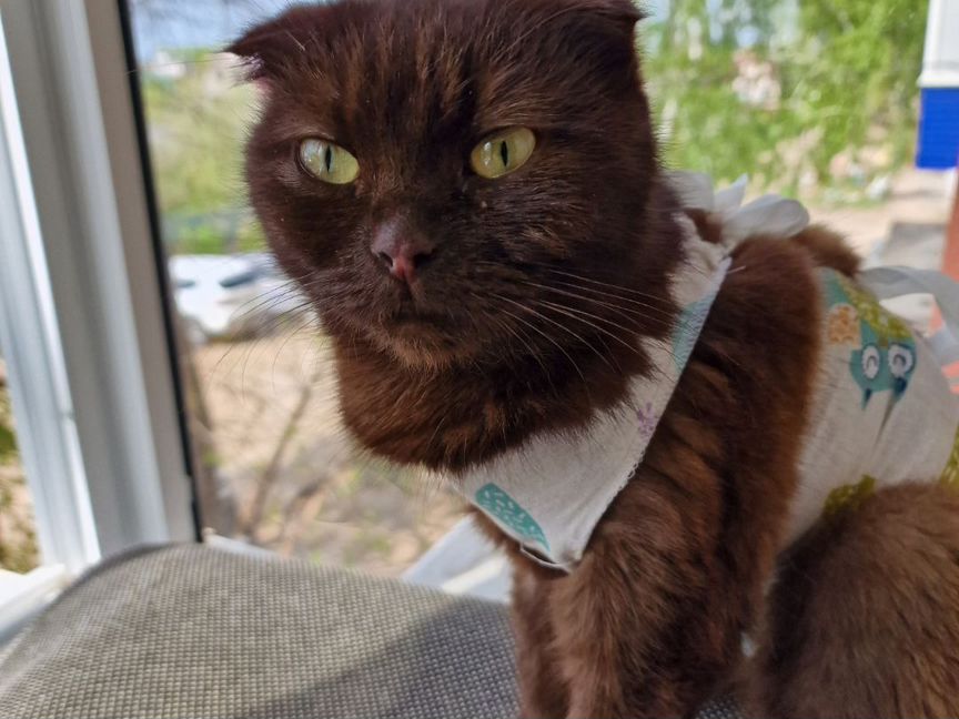 Кошка