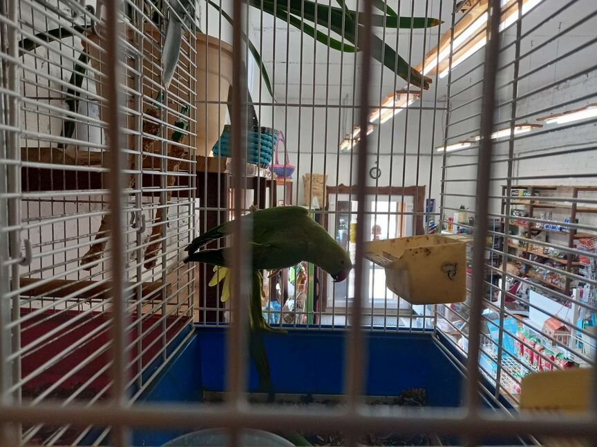 Ожереловый попугай