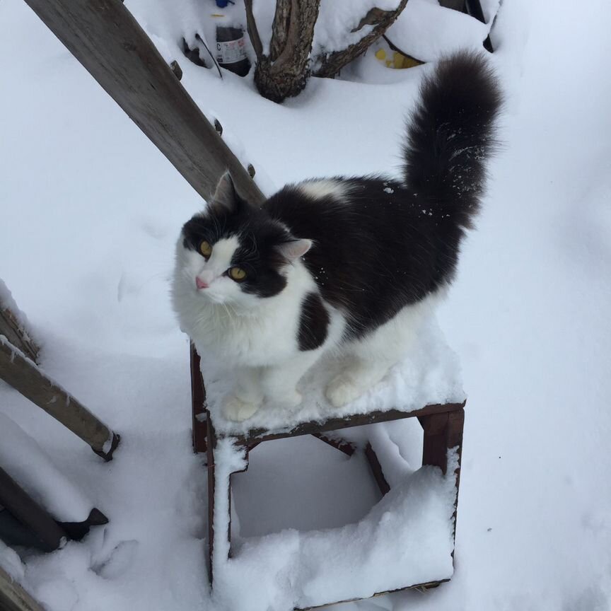 Котейке нужен дом