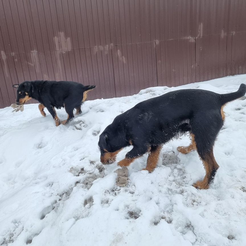 Немецкий охотничий терьер, щенок