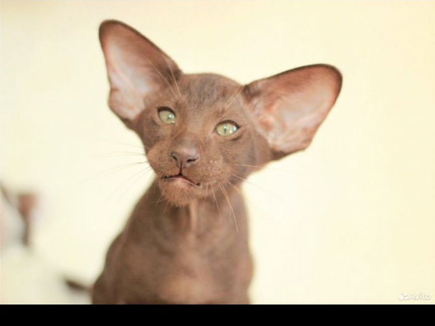 Ориентальные коты