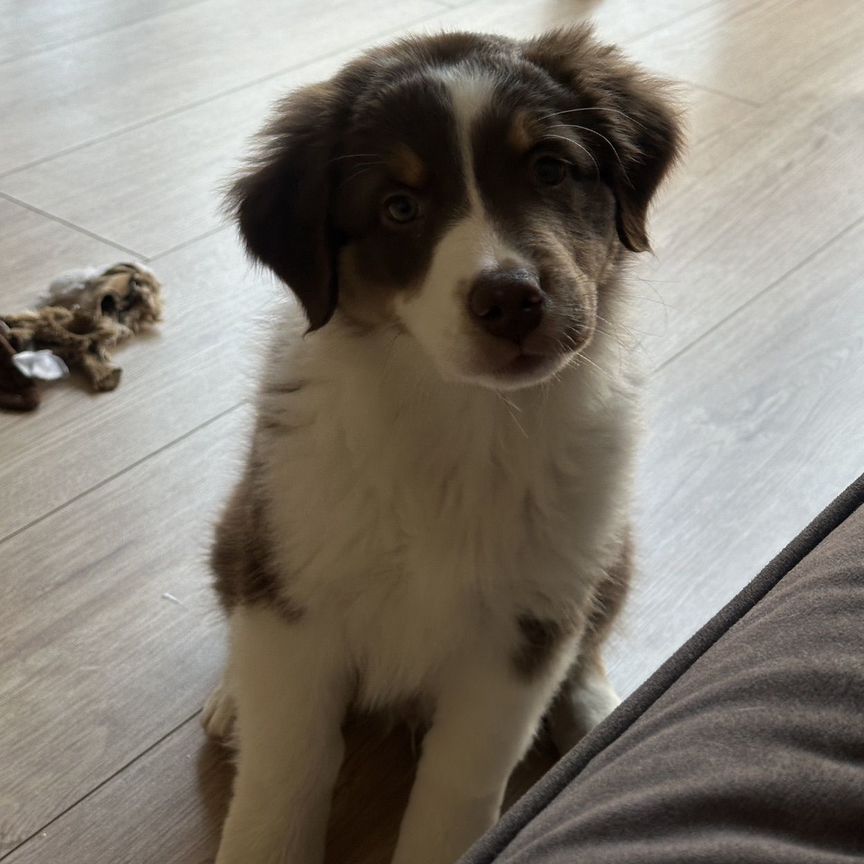 Австралийская овчарка, щенок