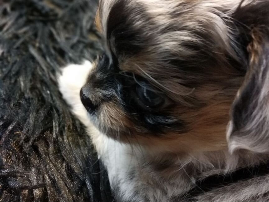 Чих.Супер малыш