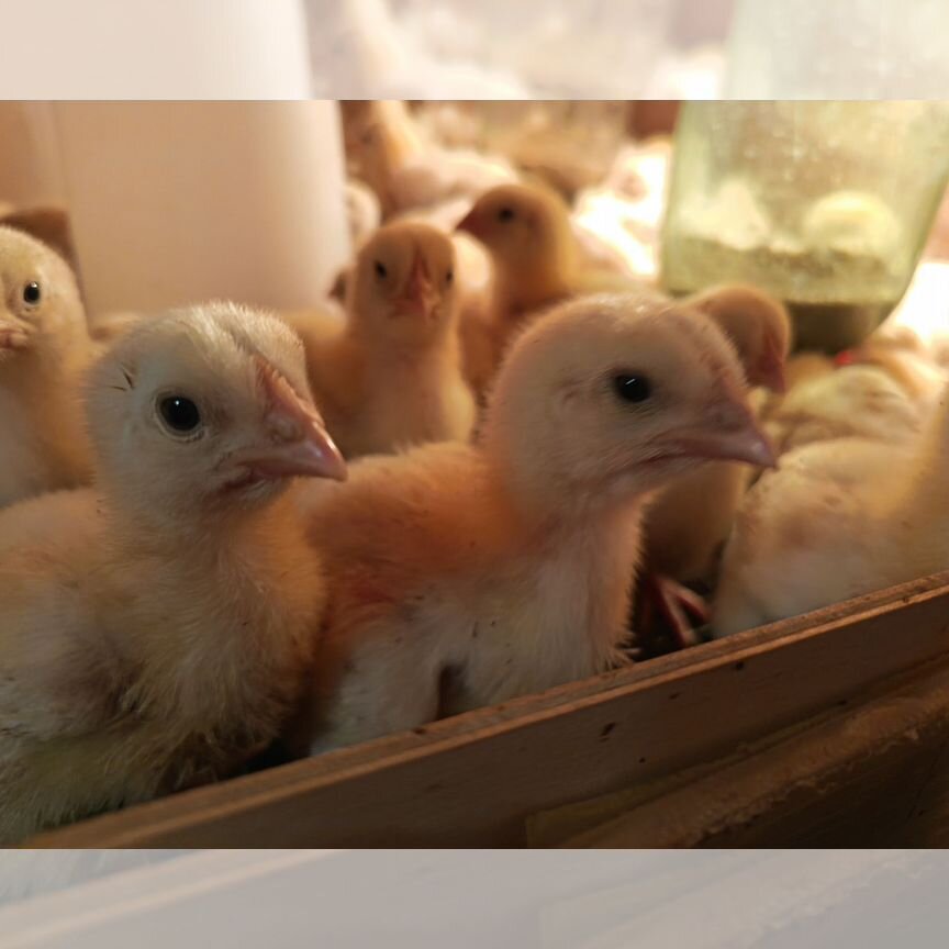 Подрощенные цыплята бройлера