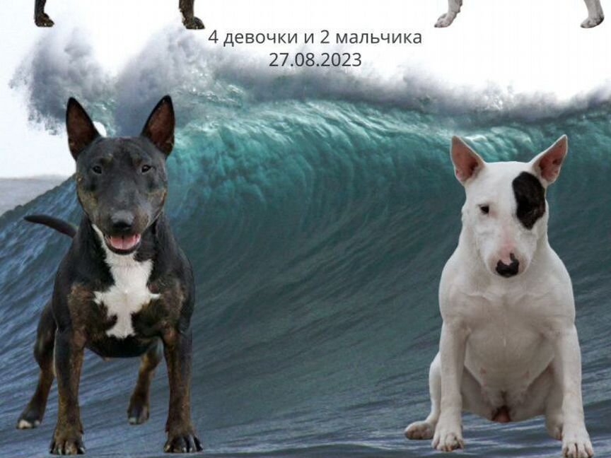 Щенки мини бультерьера