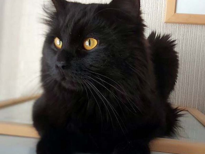 Обаятельный красавчик котик Ник, 2 года, в дар