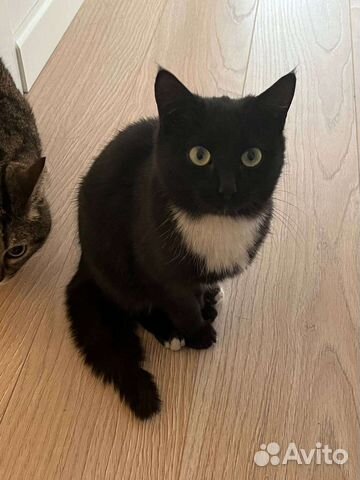 Кошка