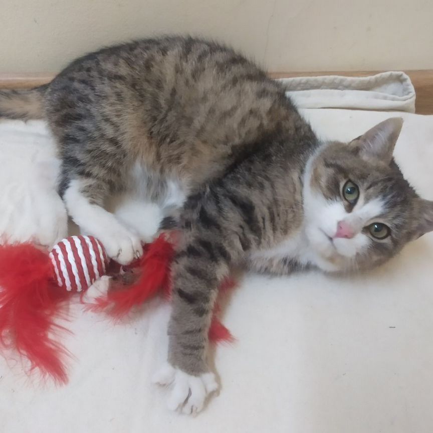 Трёхшёрстный котёнок(кошечка) в добрые руки