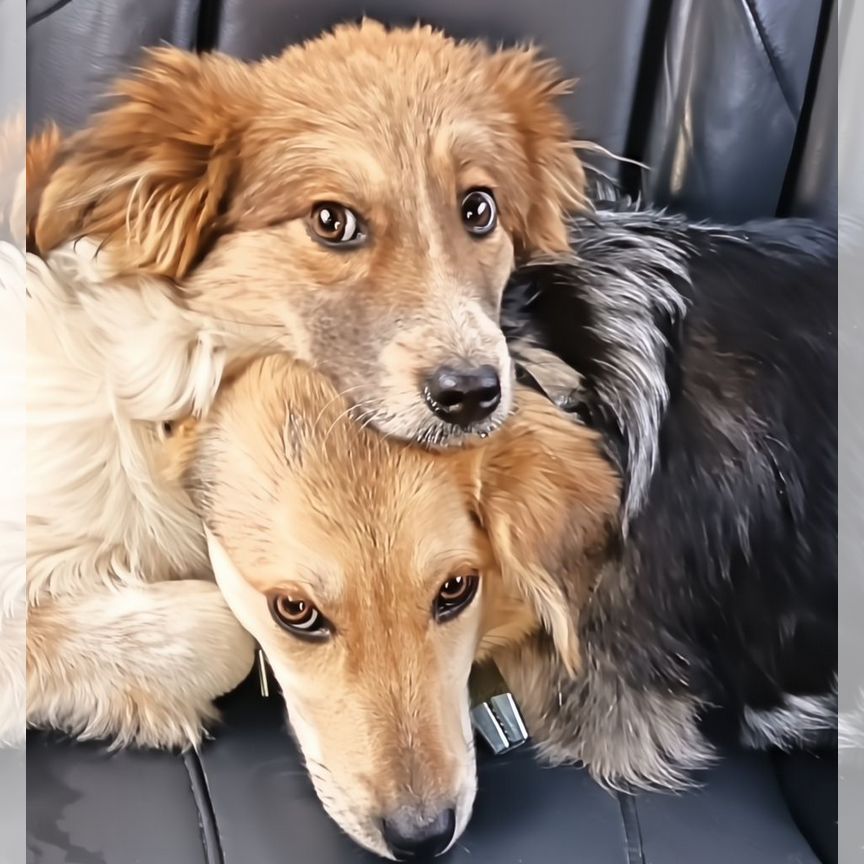 Щенок в добрые руки