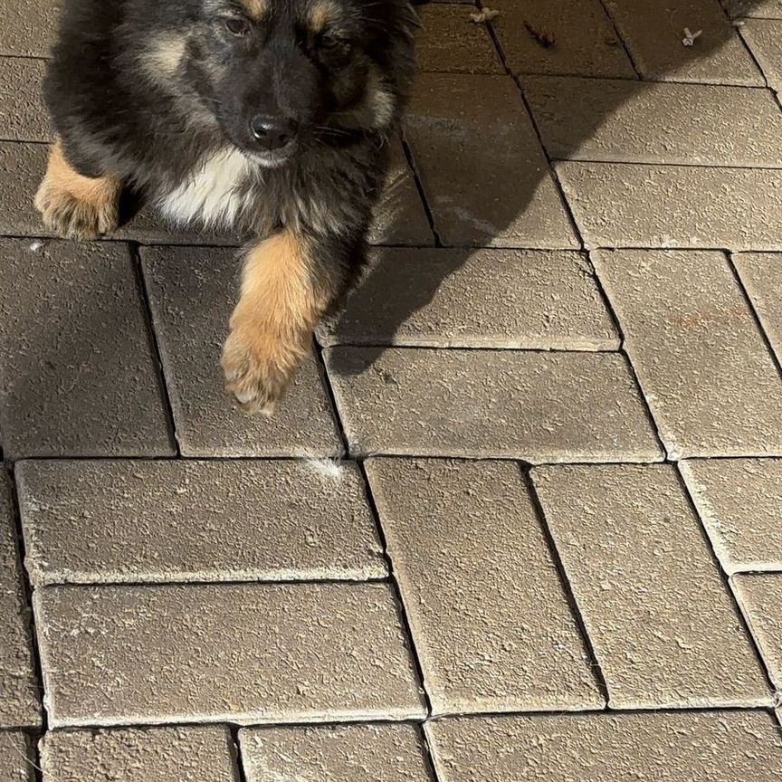 Плюшевый мишка в добрые руки отдам бесплатно