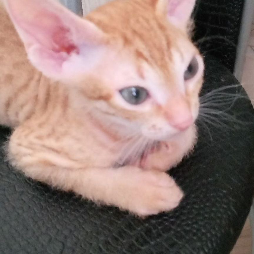 Донской сфинкс котенок