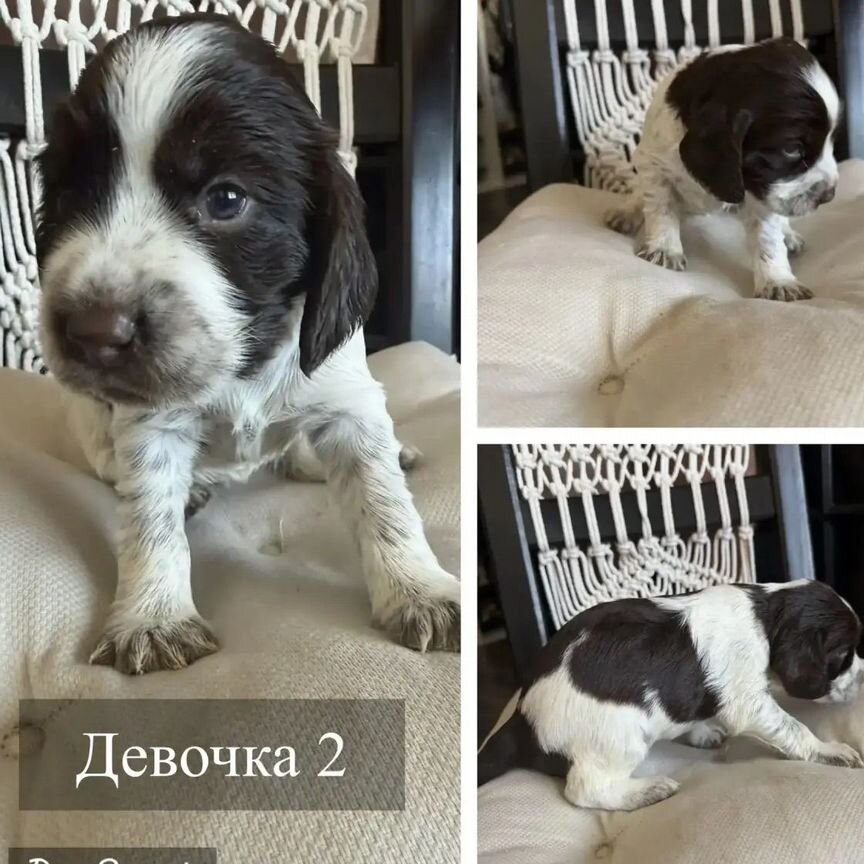 Русский охотничий спаниель, щенок