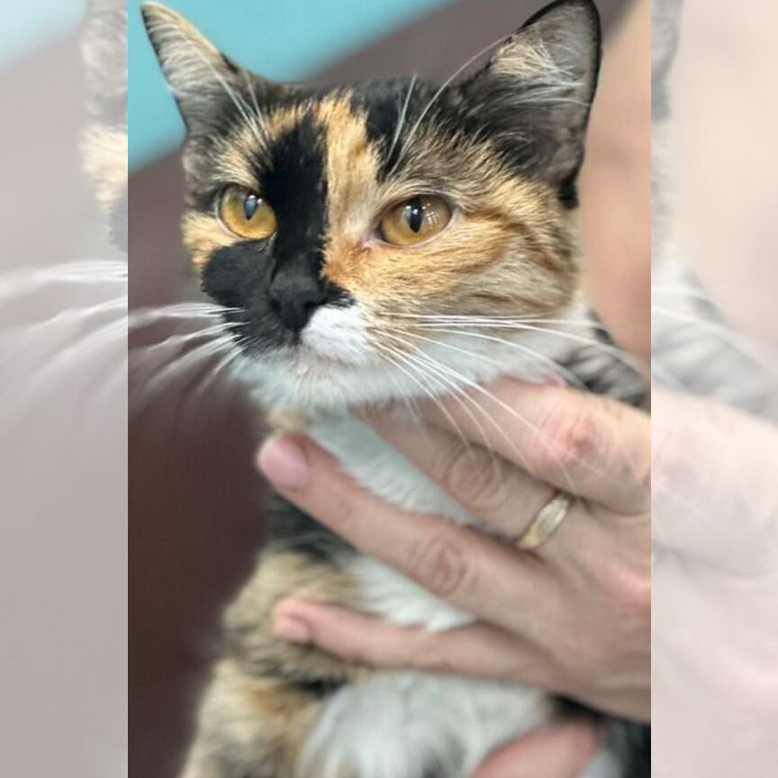 Трехцветка на счастье