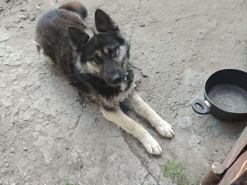 Хаски с овчаркой