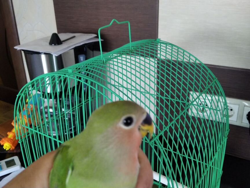 Попугай неразлучники