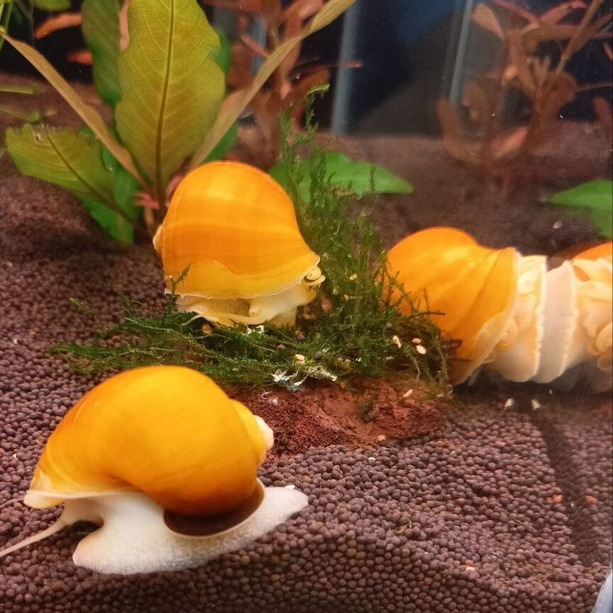 Улитки ампулярии