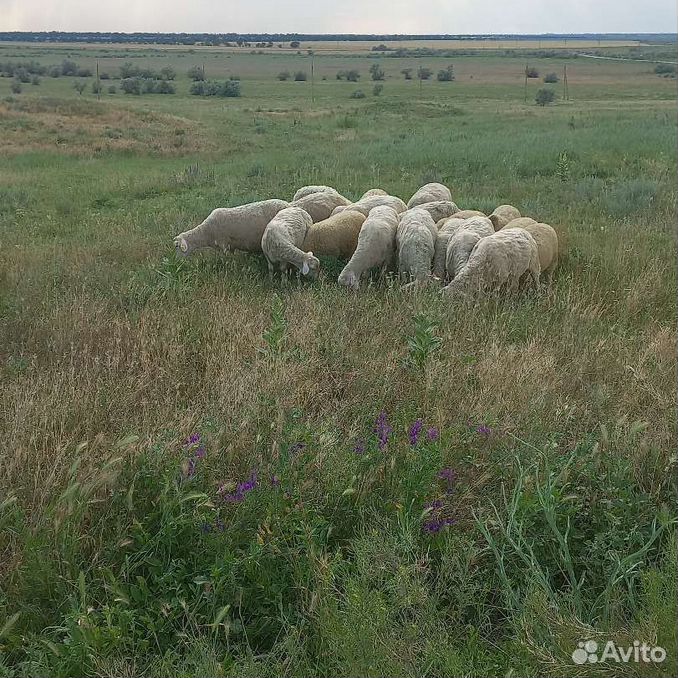 Продаю барашек