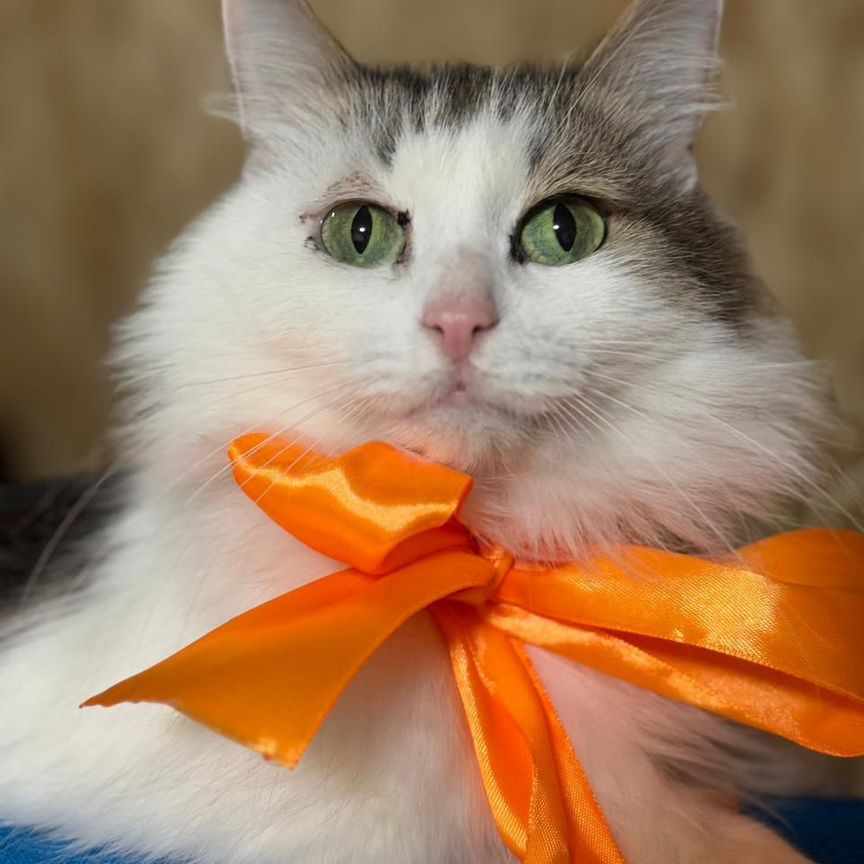 Кошка из приюта