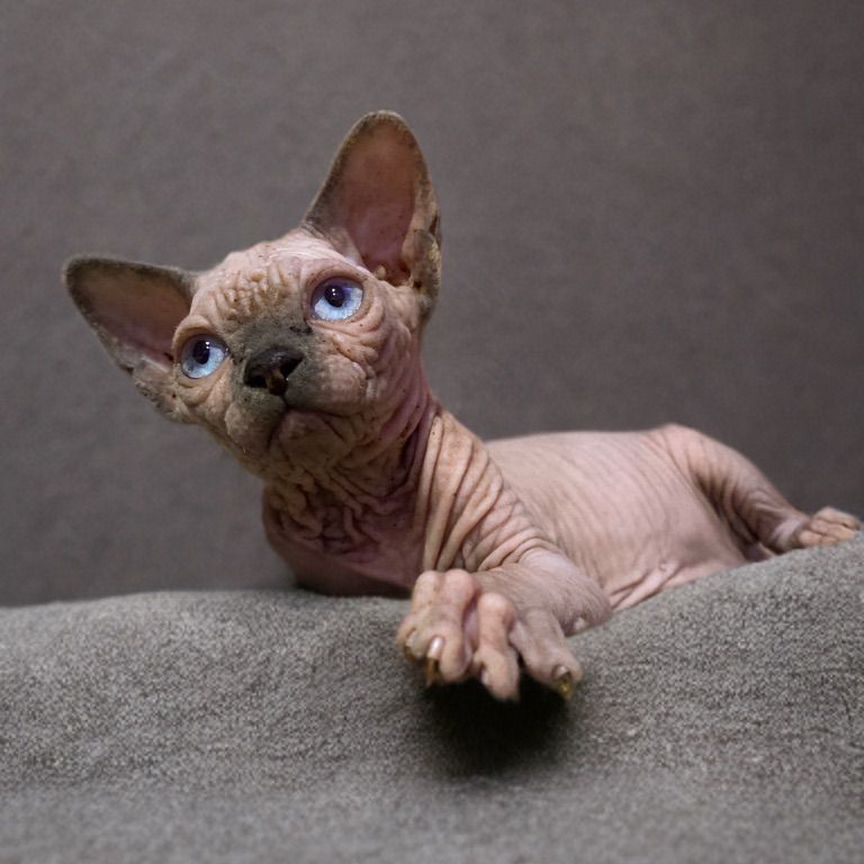 Канадский сфинкс экстрим тип