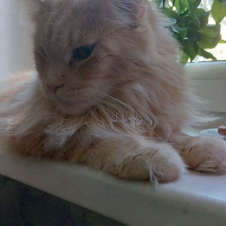 Мейн-кун, взрослая кошка