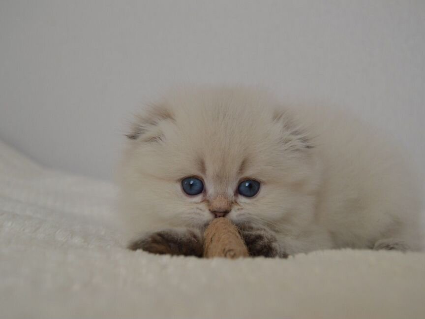 Шотладские малыши