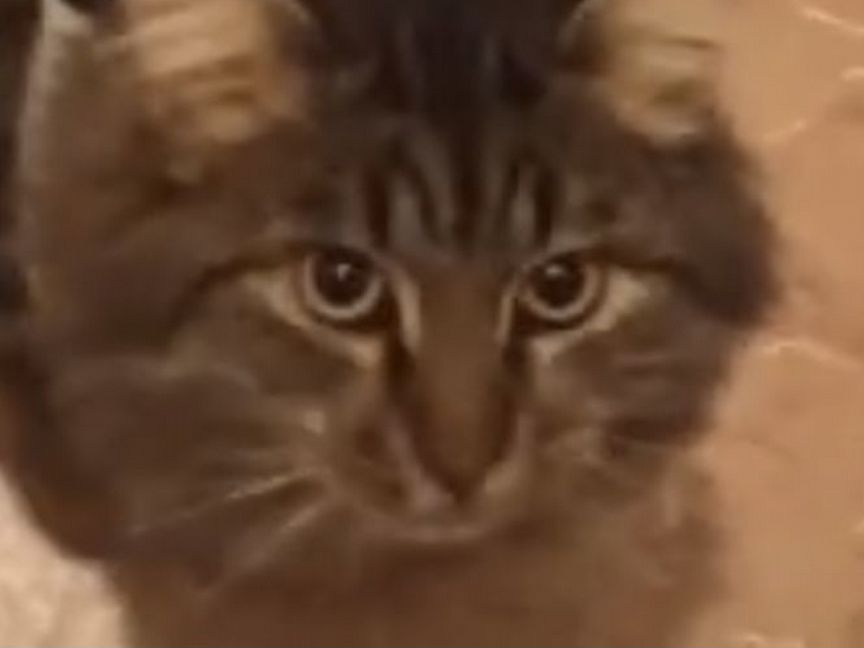 Котята в добрые руки бесплатно