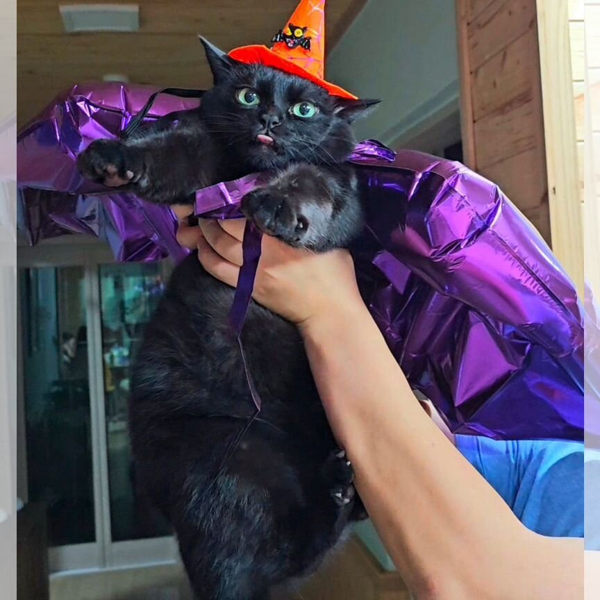 Шотландский вислоухий длинношёрстный кот, взрослый