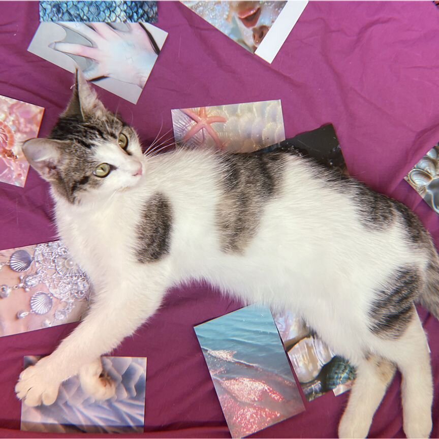 Кошки