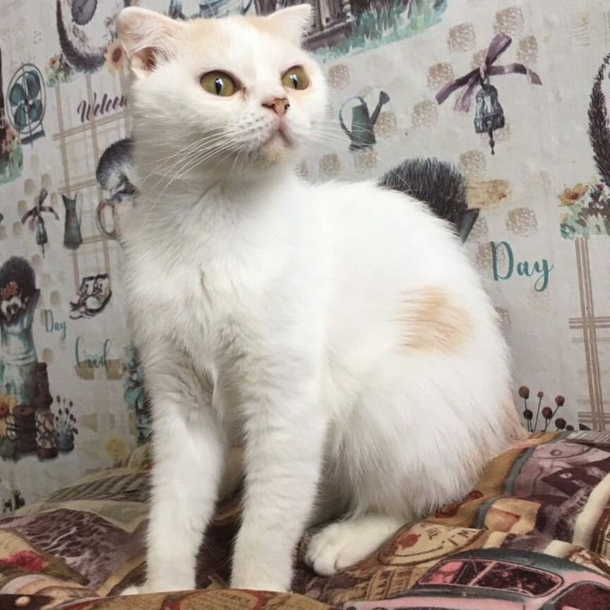 Молодая кошка