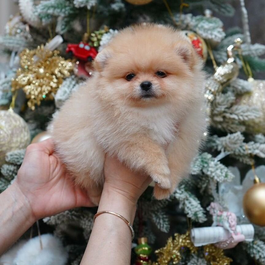 Померанский шпиц медвежьего типа