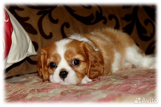 Щенок девочка кавалер кинг чарльз спаниель