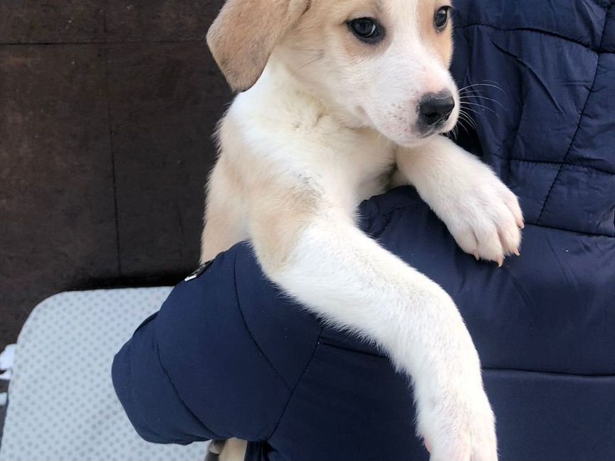 Лабрадор метис мальчик 3 мес. Чудный