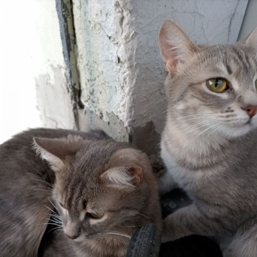 Кошки в добрые руки