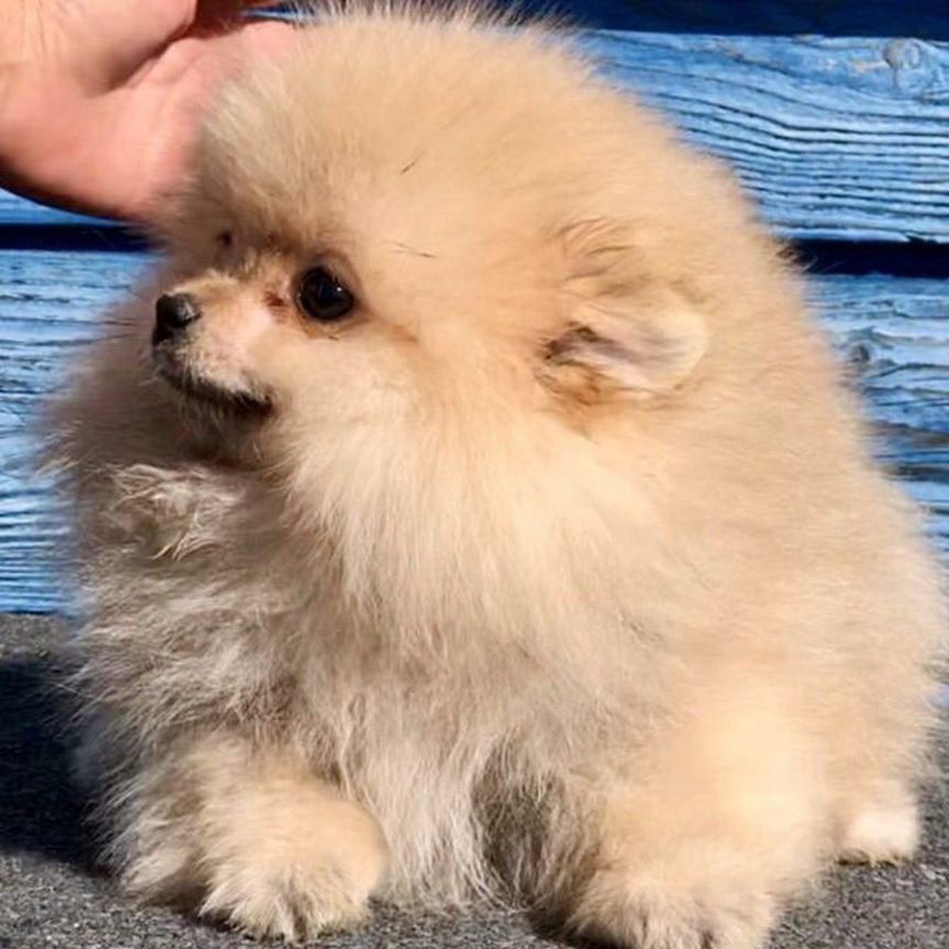 Щенок шпица мальчик