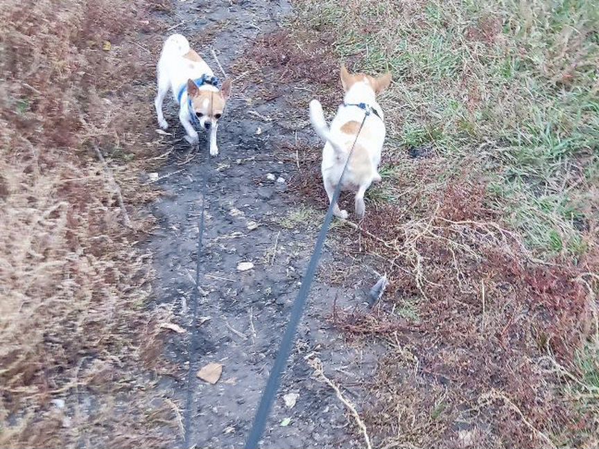 Щенки чихуахуа короткошерстные