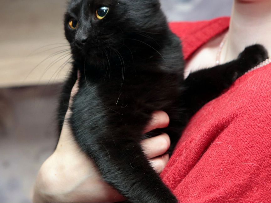 Кошка