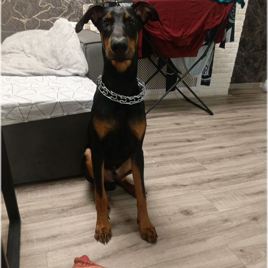 Доберман, щенок