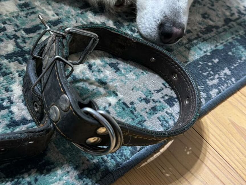 Найдена собака хаски