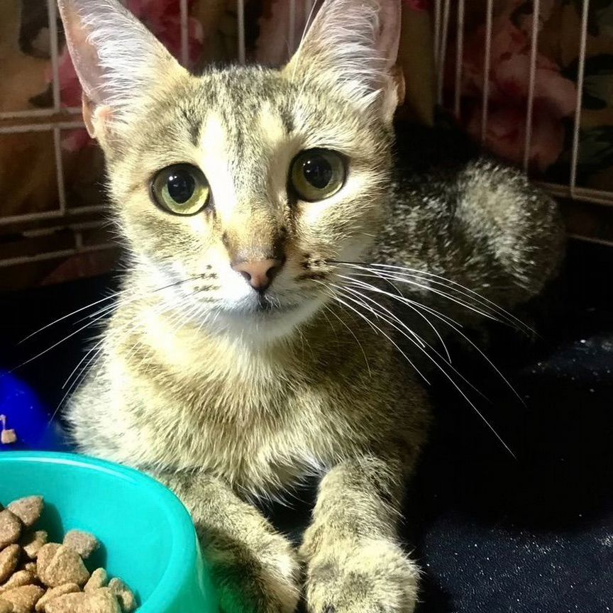 Глаза с мольбой