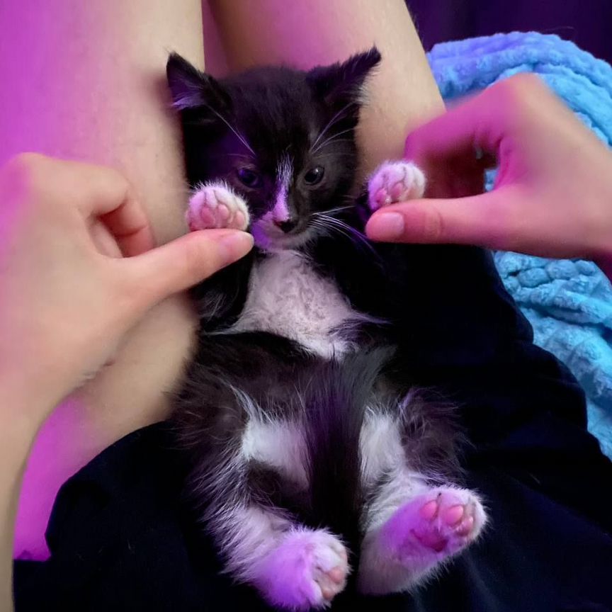 Котенок