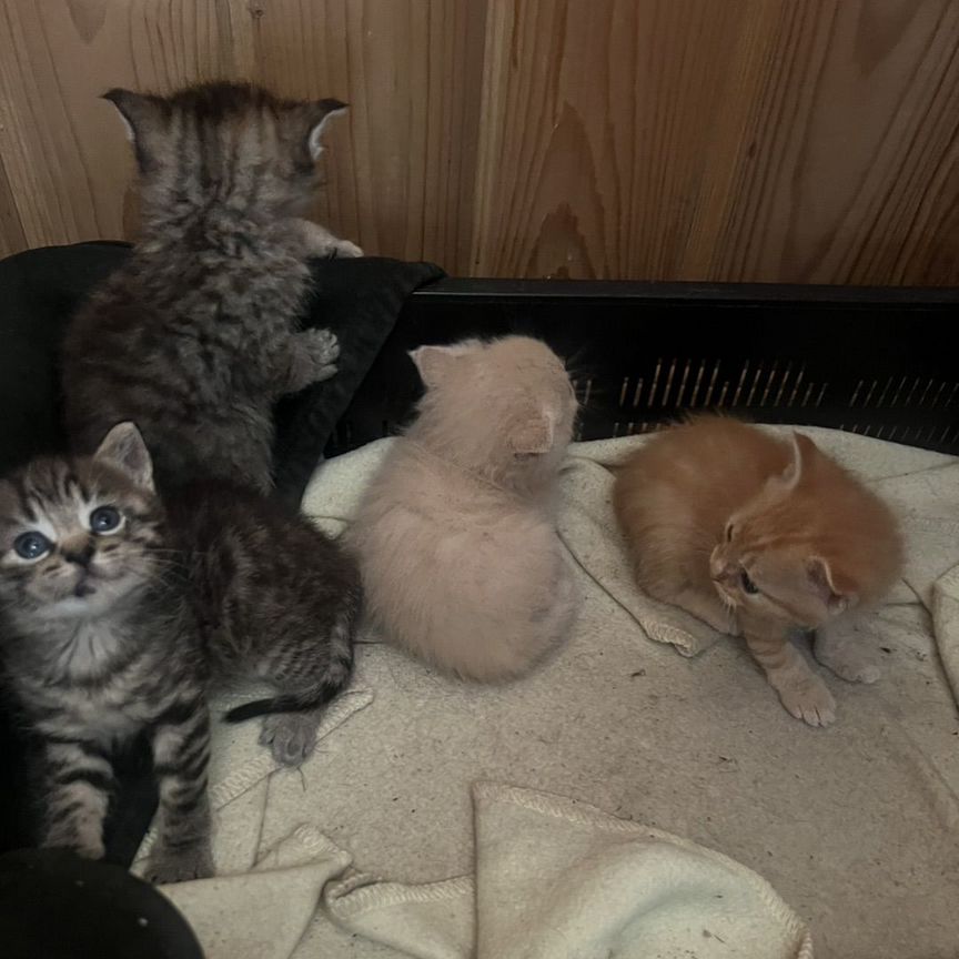 Котята в добрые руки