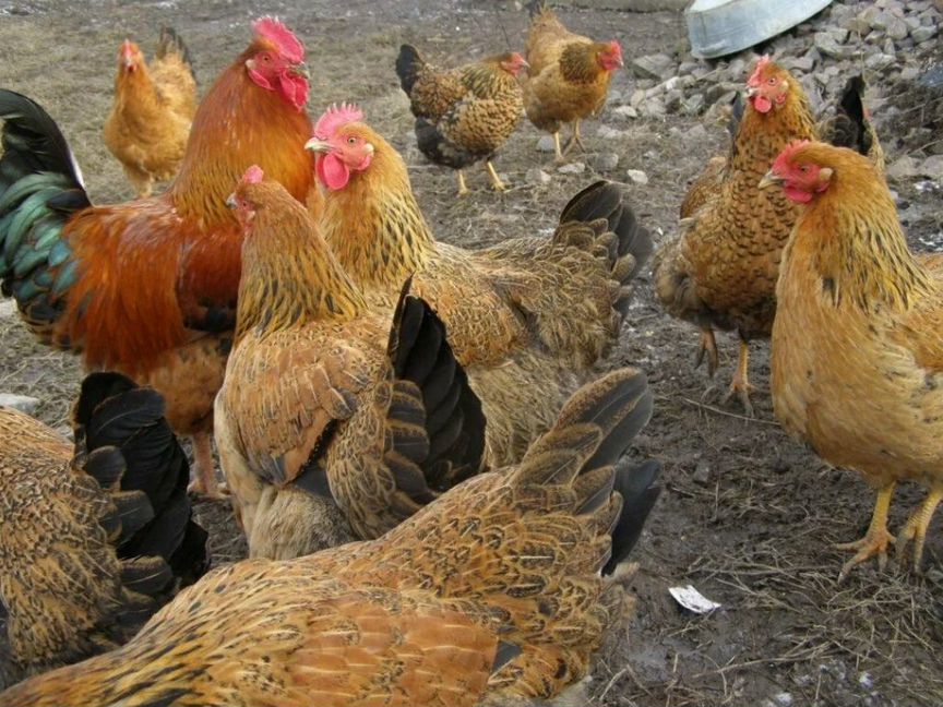 Кучинская юбилейная куры