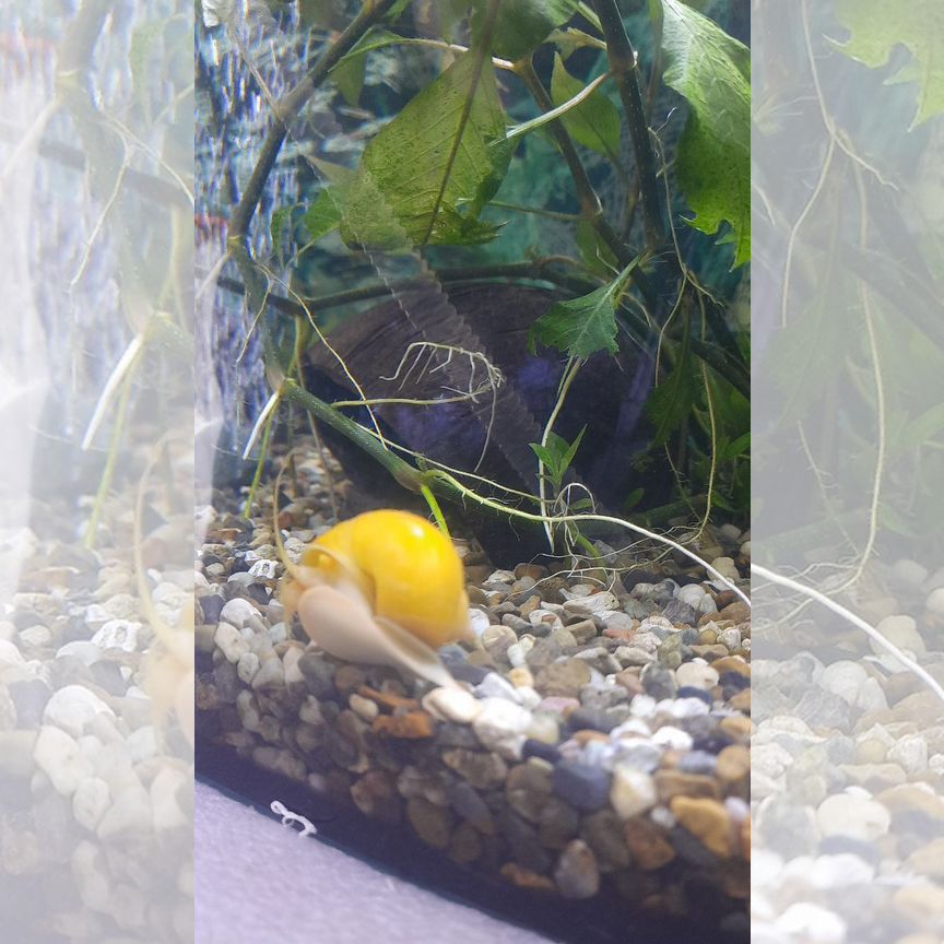 Улитка покемон