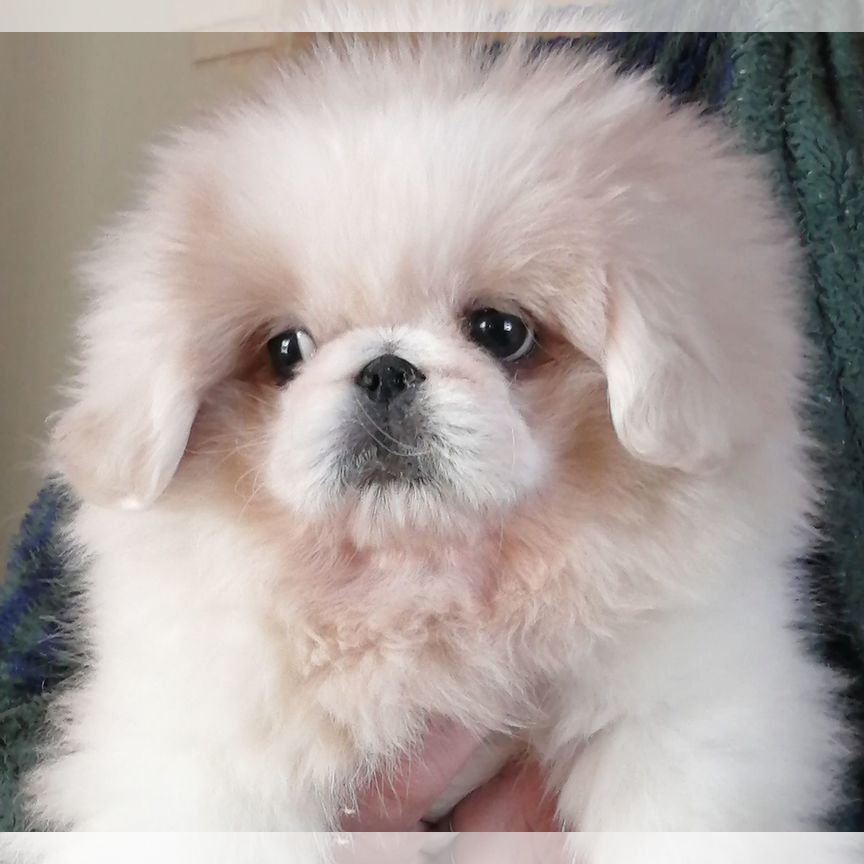 Пекинес, щенок